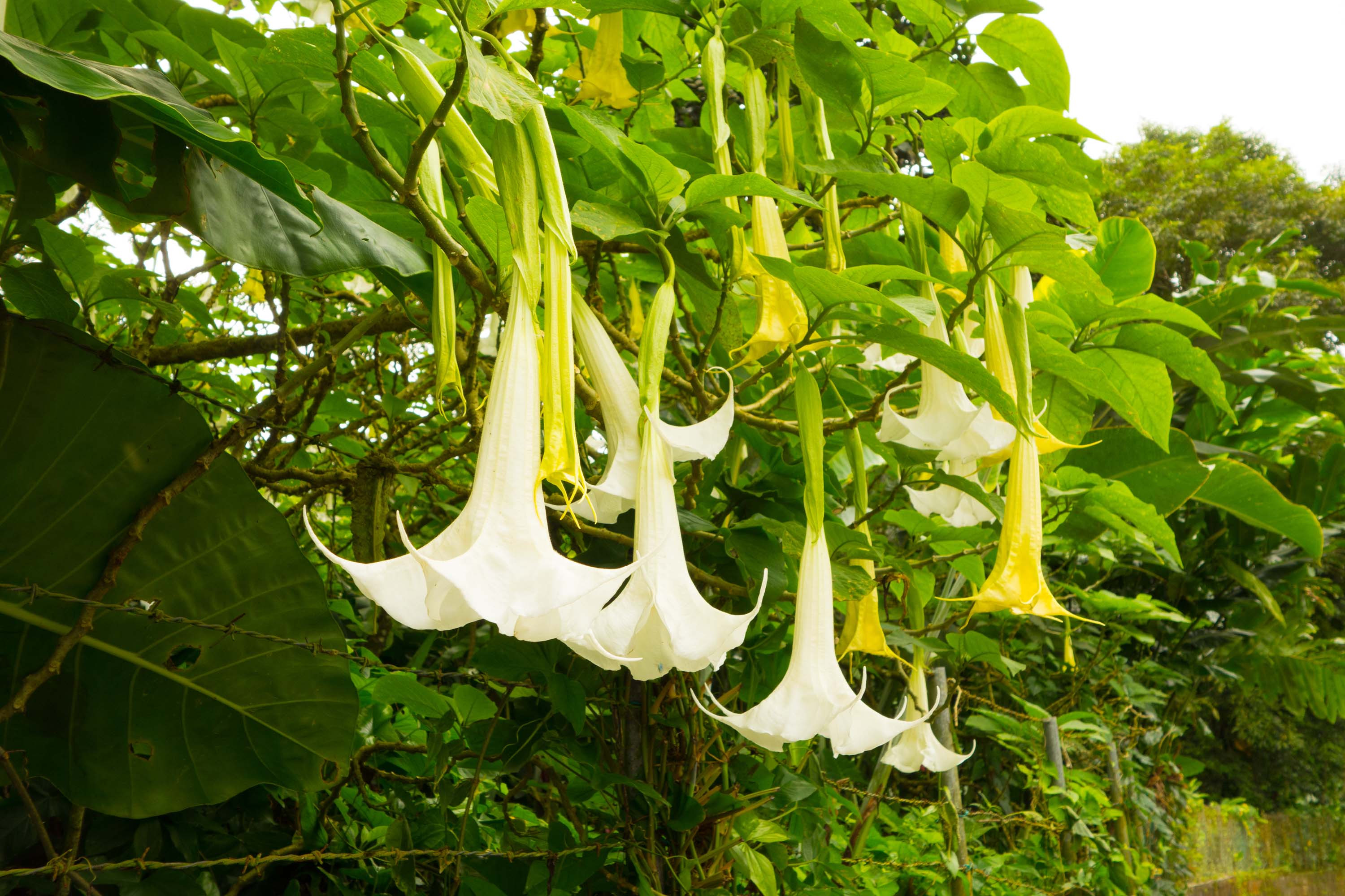 Newly Married | Bequia Stories