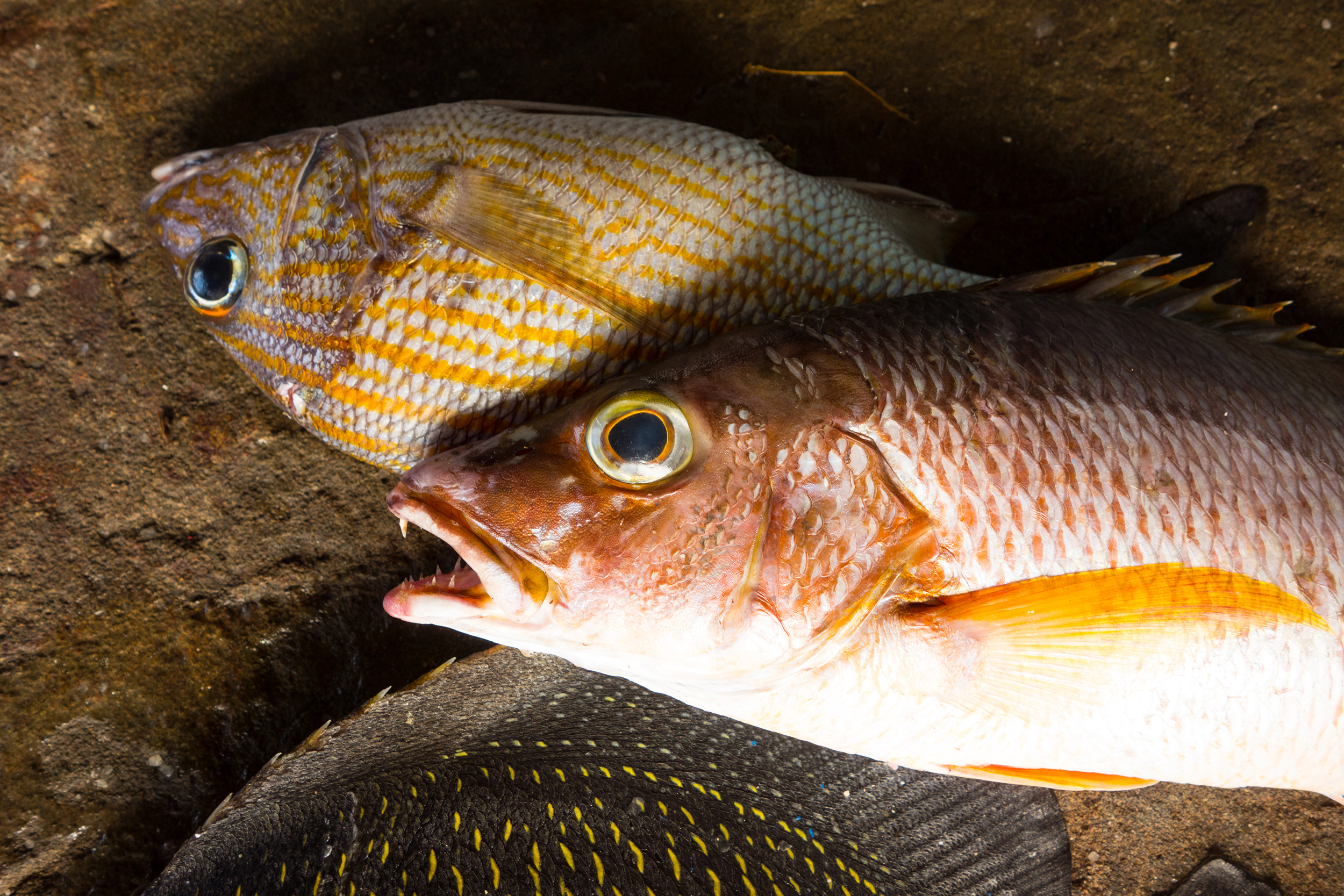 Fun At The Beach | Bequia Stories