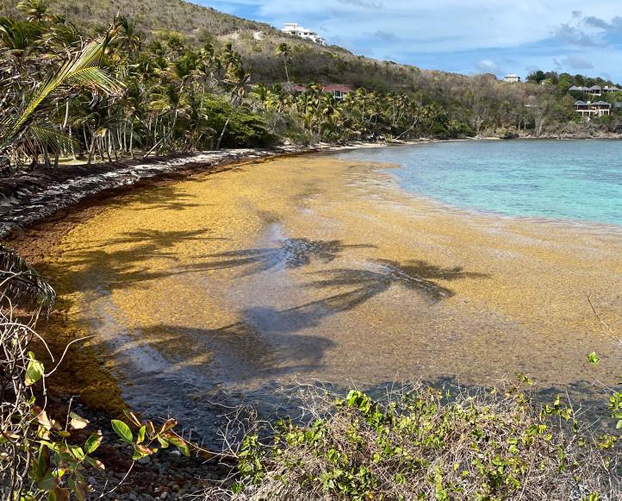 Sargassum
