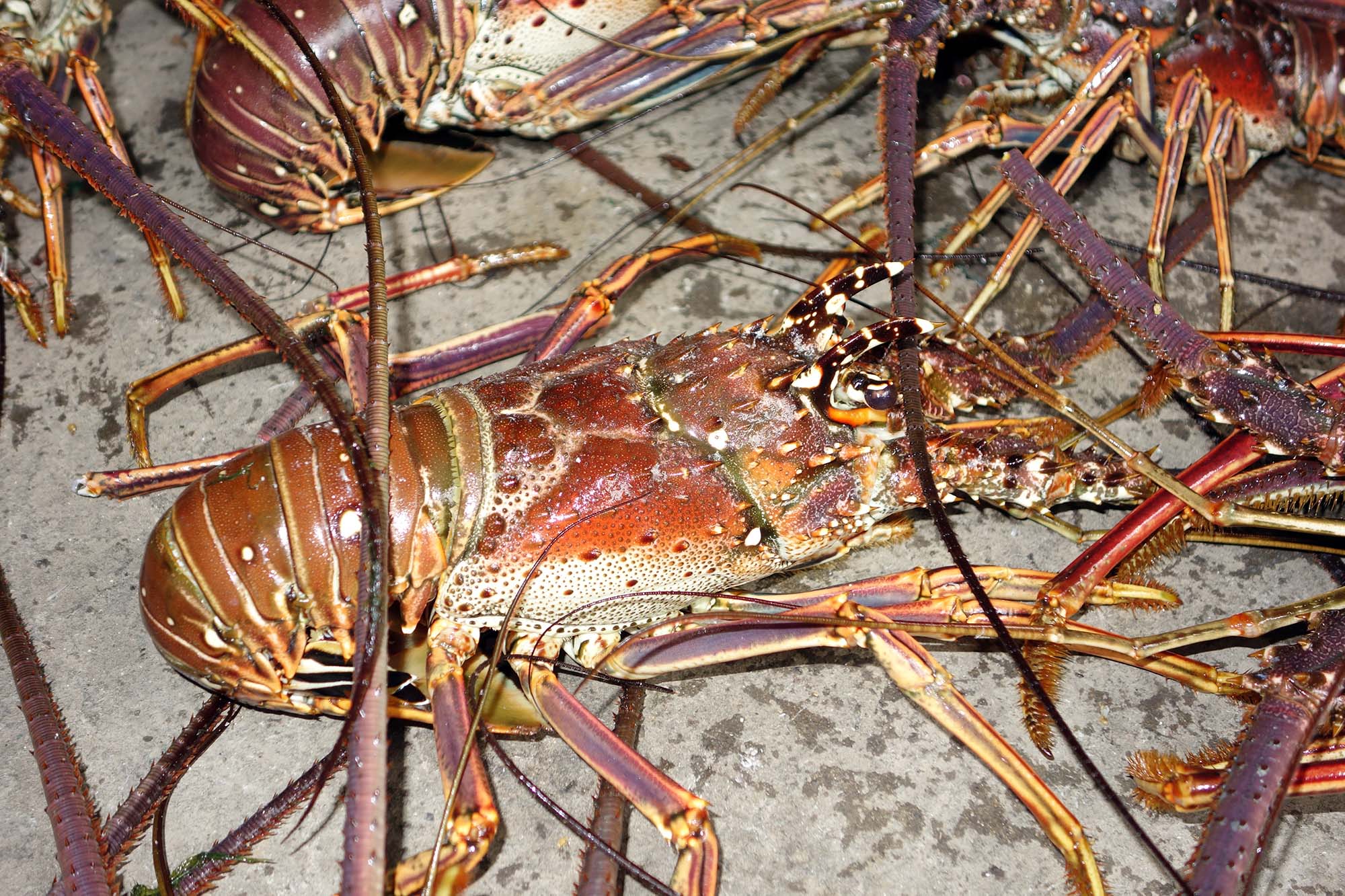 Lobster Gone Walkabout