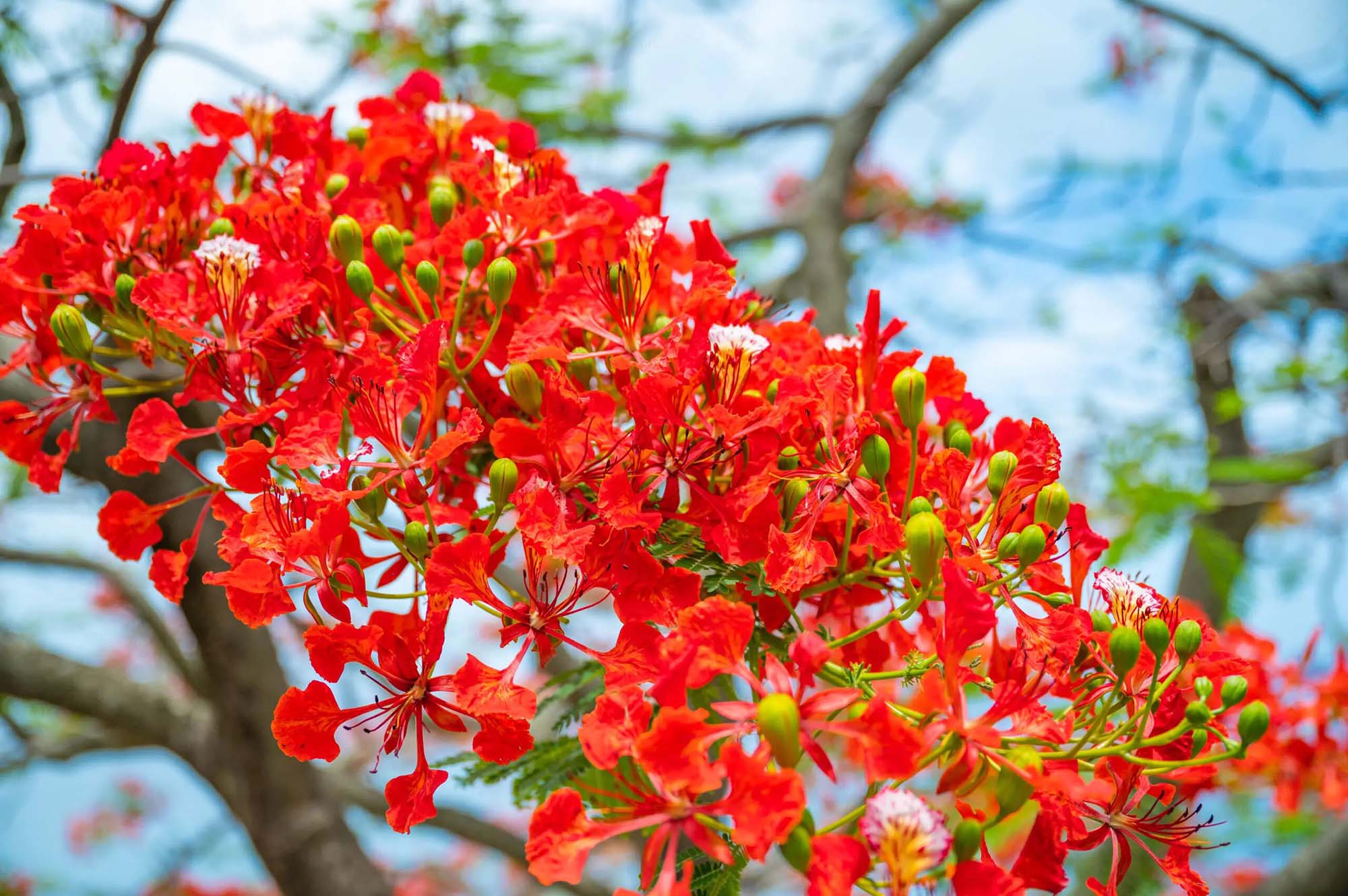 The Flame Tree | Bequia Stories